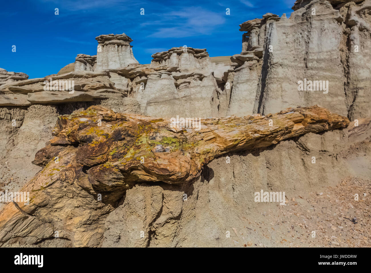 Petrified conifer log eroded out of the softer ashy clay deposits in ...