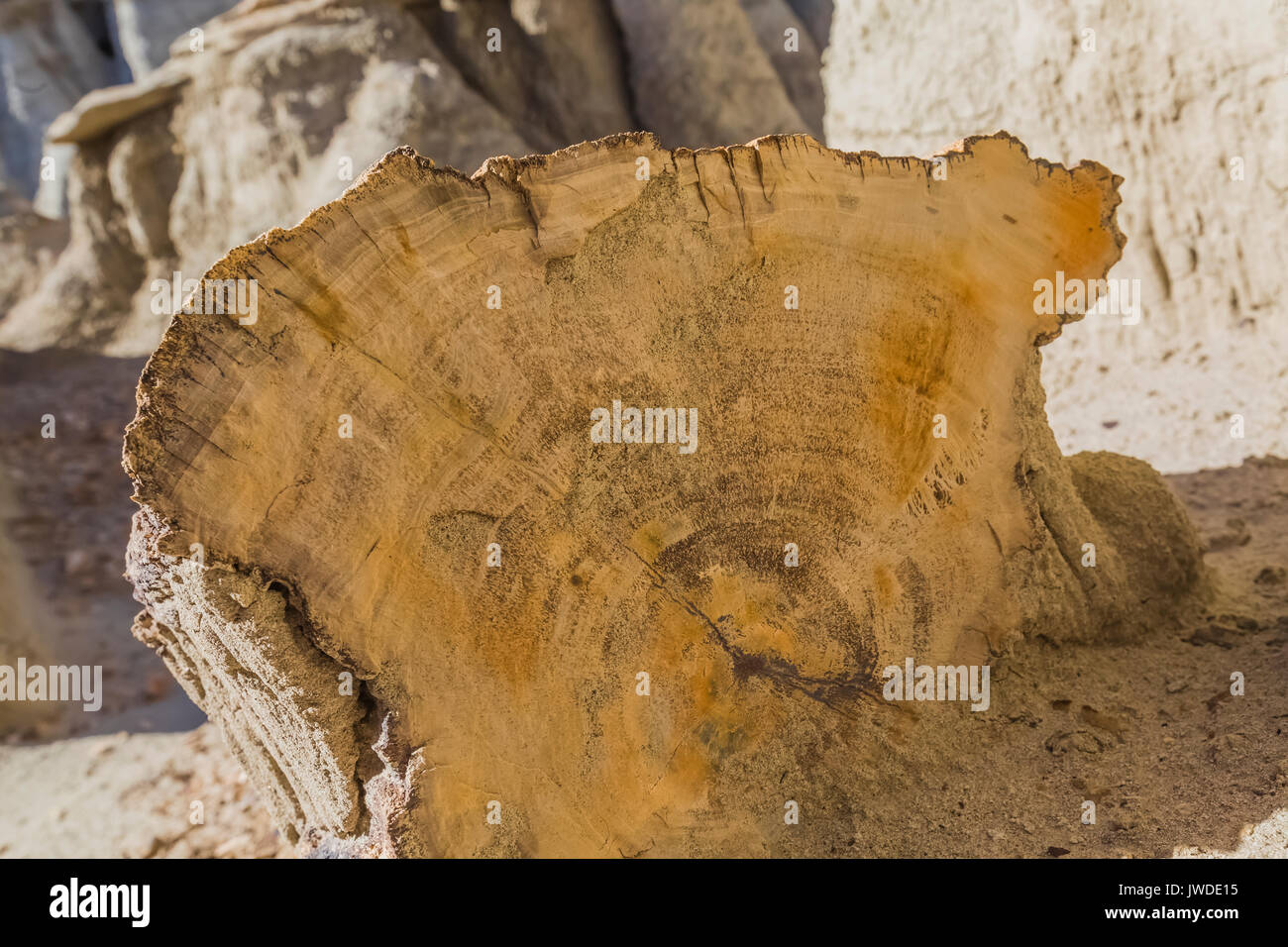 End of petrified conifer log eroded out of the softer ashy clay ...