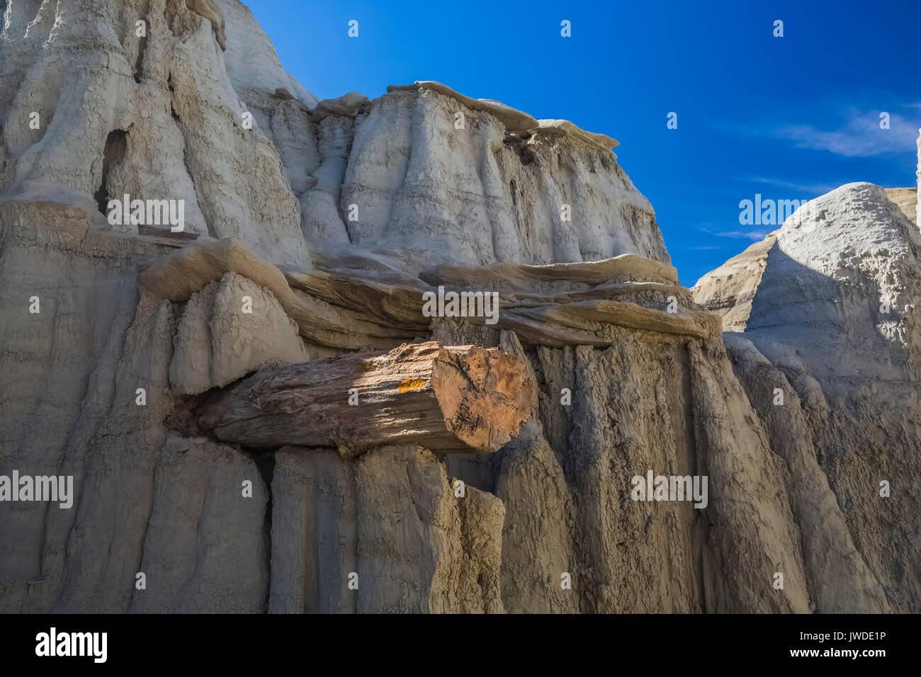 Petrified conifer log eroding out of the softer ashy clay deposits in ...