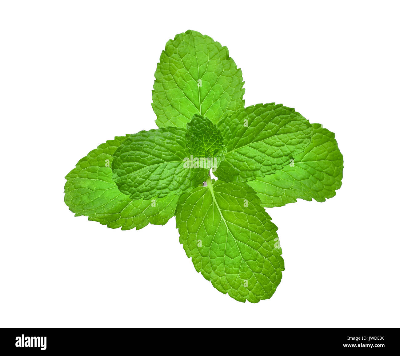 fresh mint leaf isolated on white background Stock Photo - Alamy