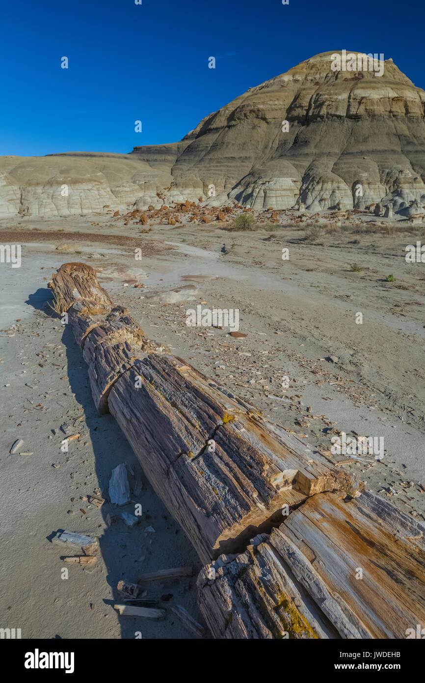 Petrified conifer log eroded out of the softer ashy clay deposits in ...