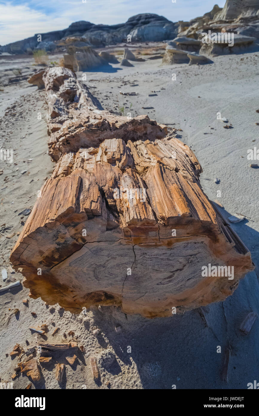 Petrified conifer log eroded out of the softer ashy clay deposits in ...