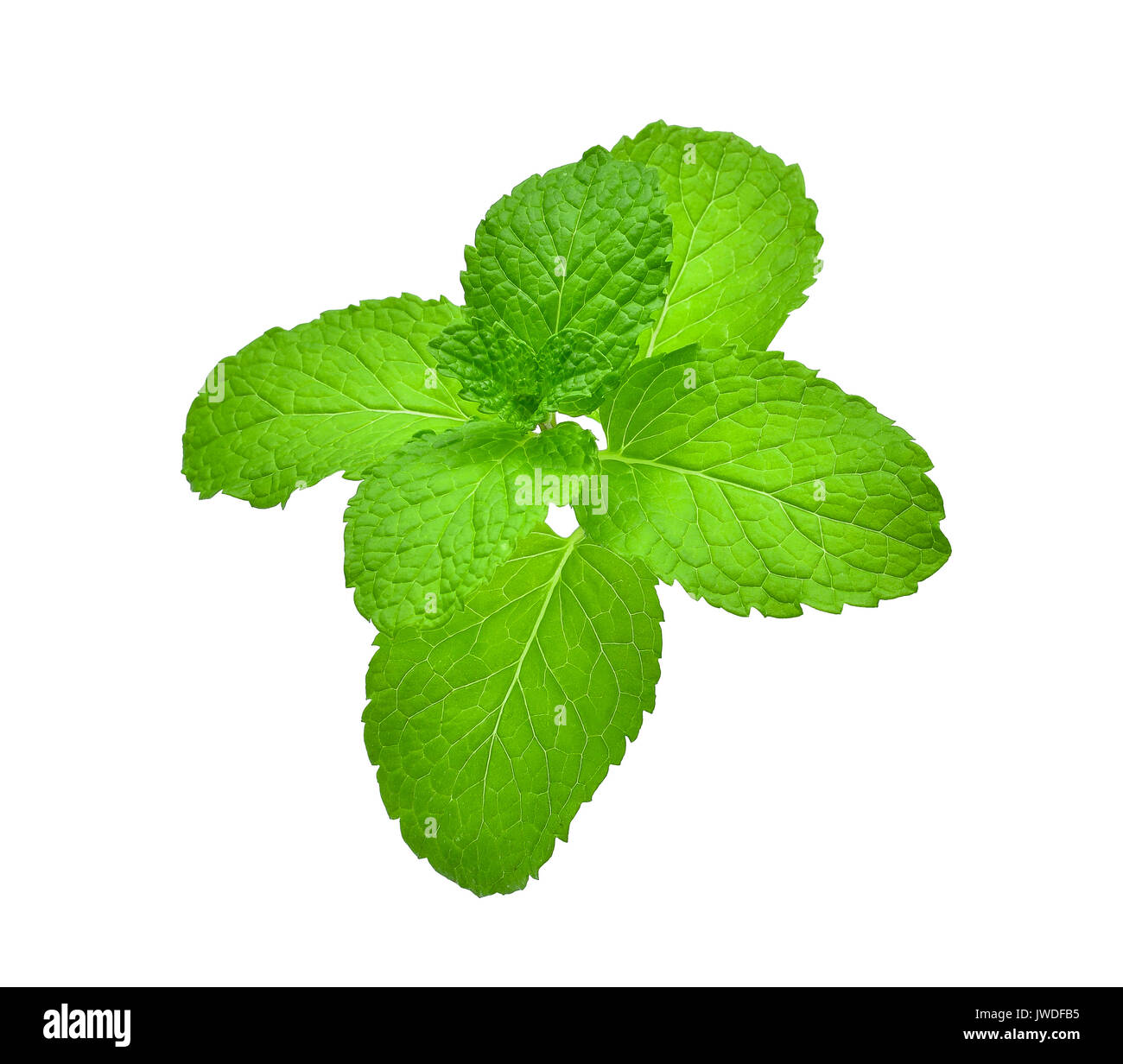 fresh mint leaf isolated on white background Stock Photo - Alamy
