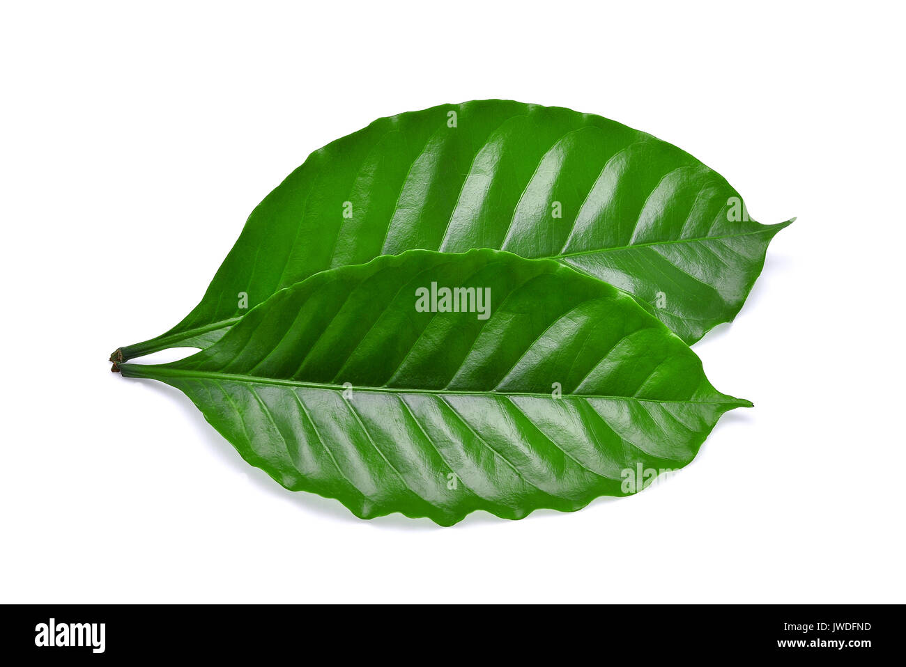 green coffee leaf isolated on white background Stock Photo - Alamy