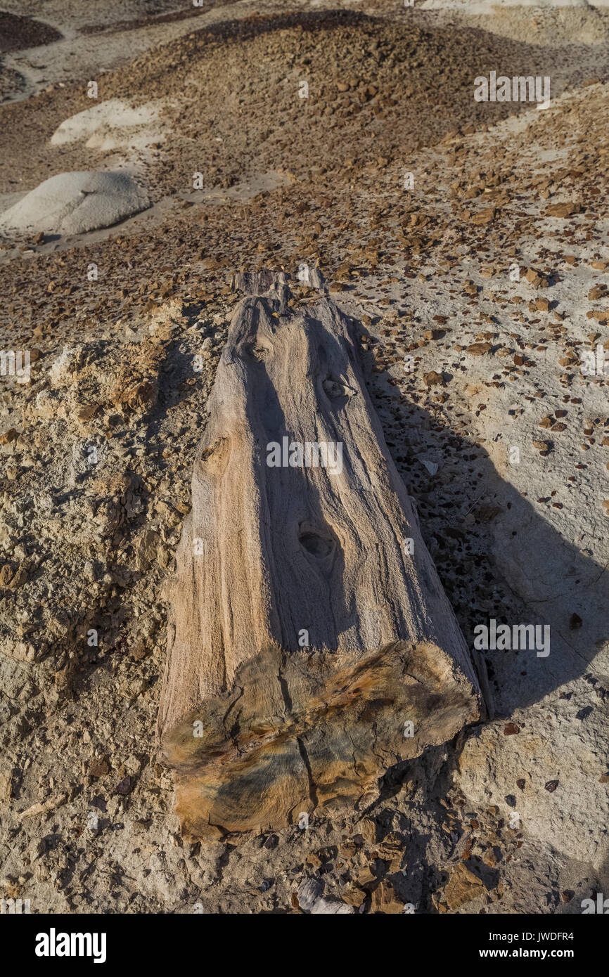 Petrified conifer log eroded out of the softer ashy clay deposits in ...
