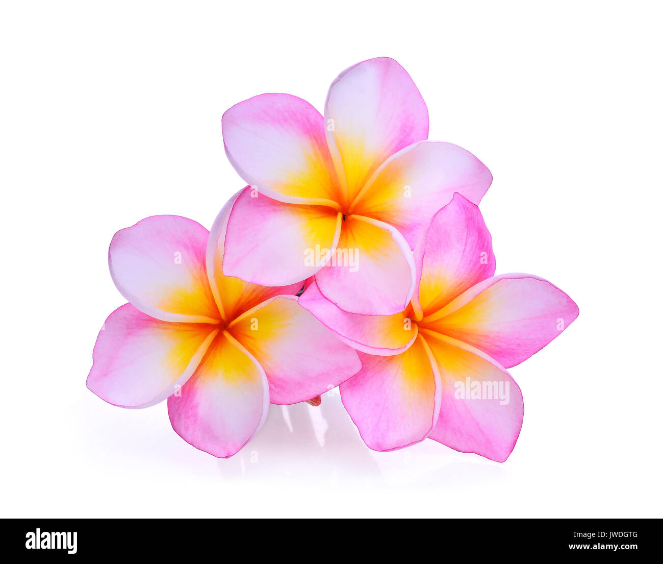 frangipani flowers isolated on white background Stock Photo - Alamy