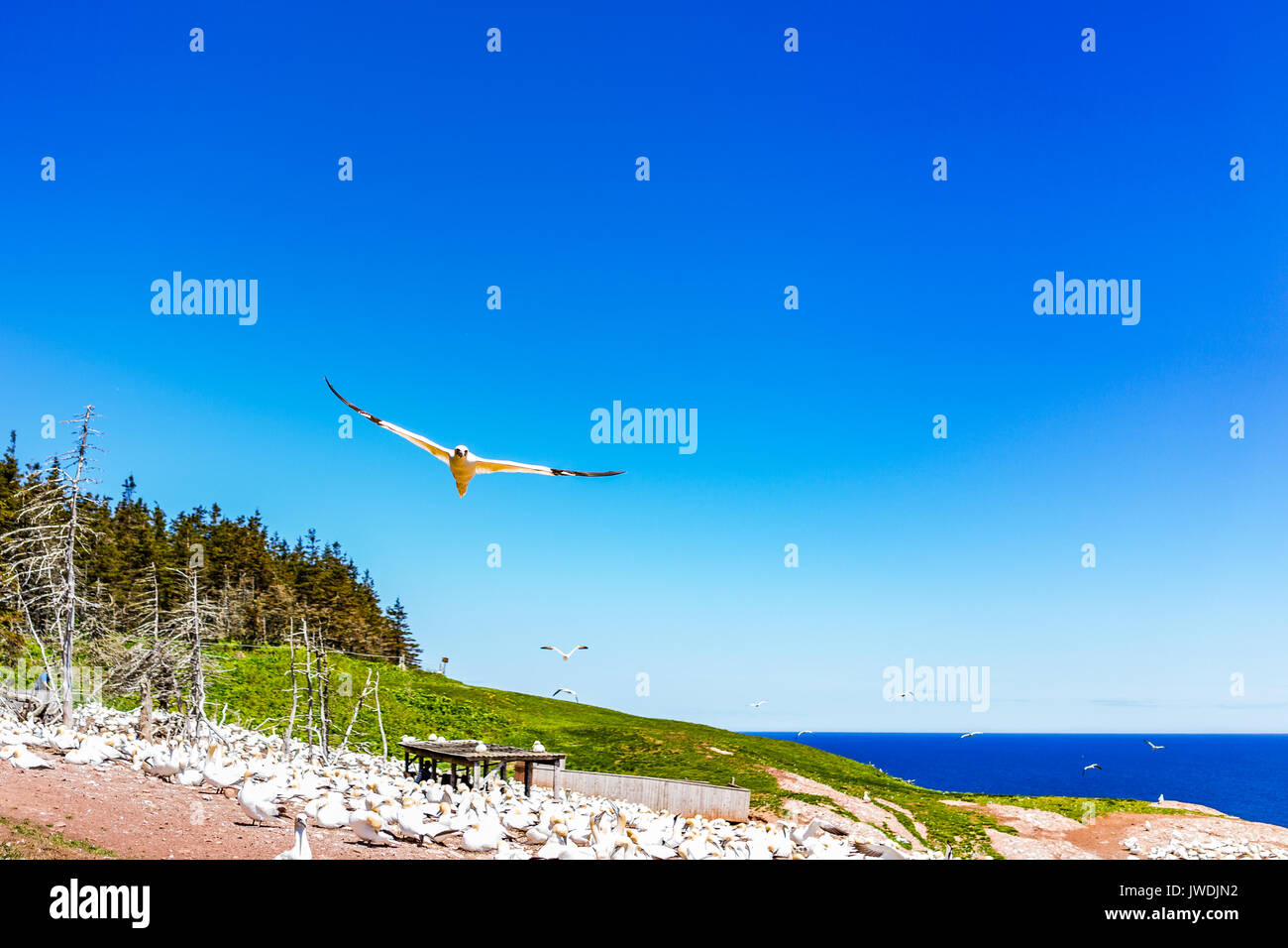 Cliff Nesting Birds Stock Photos & Cliff Nesting Birds Stock Images - Alamy
