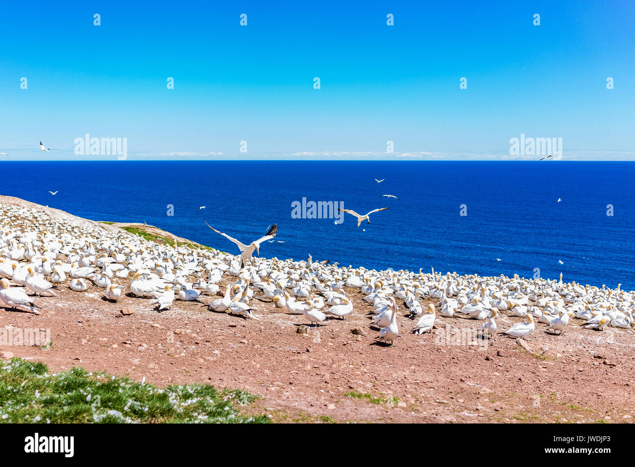 White Gannet birds colony nesting on cliff with one bird landing on ...
