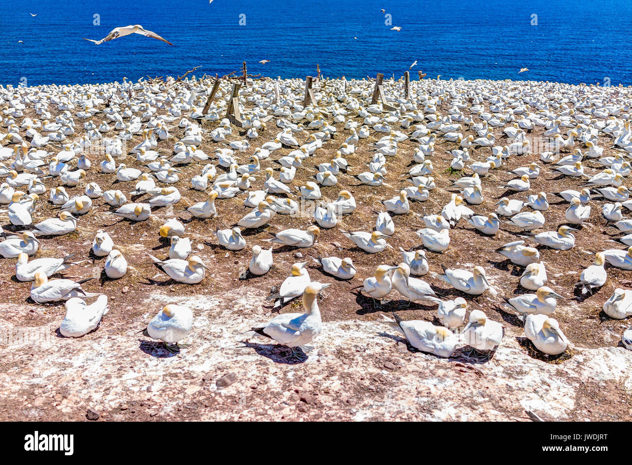 Overlook of white Gannet birds colony nesting on cliff on Bonaventure ...