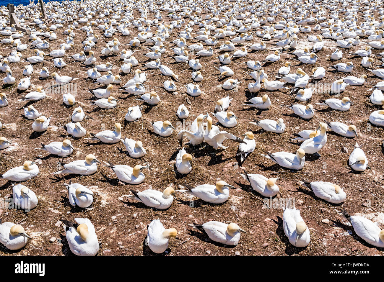 Bird colony hi-res stock photography and images - Alamy