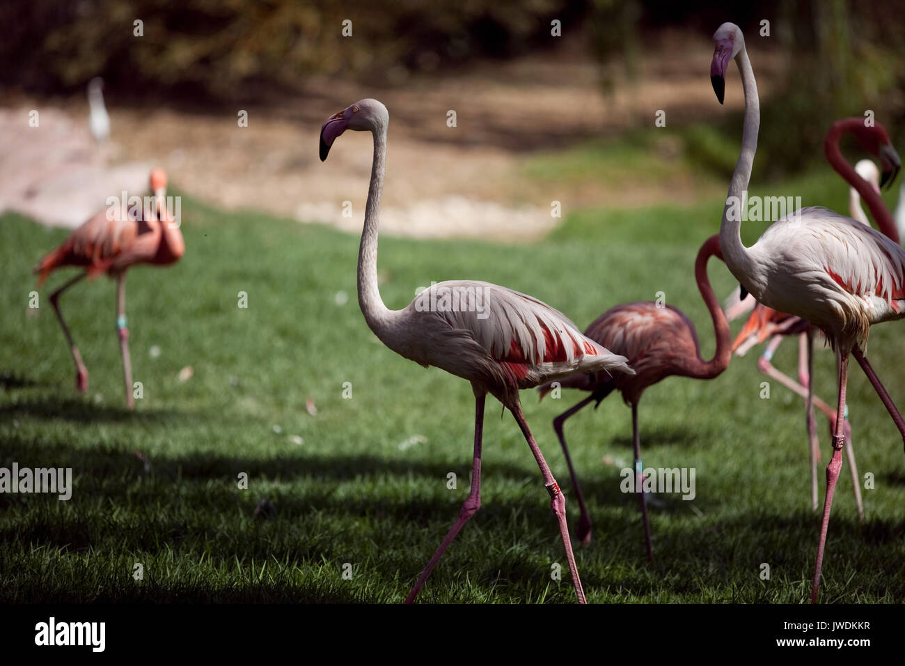 Amazing birds of Israel, birds of the Holy Land Stock Photo - Alamy