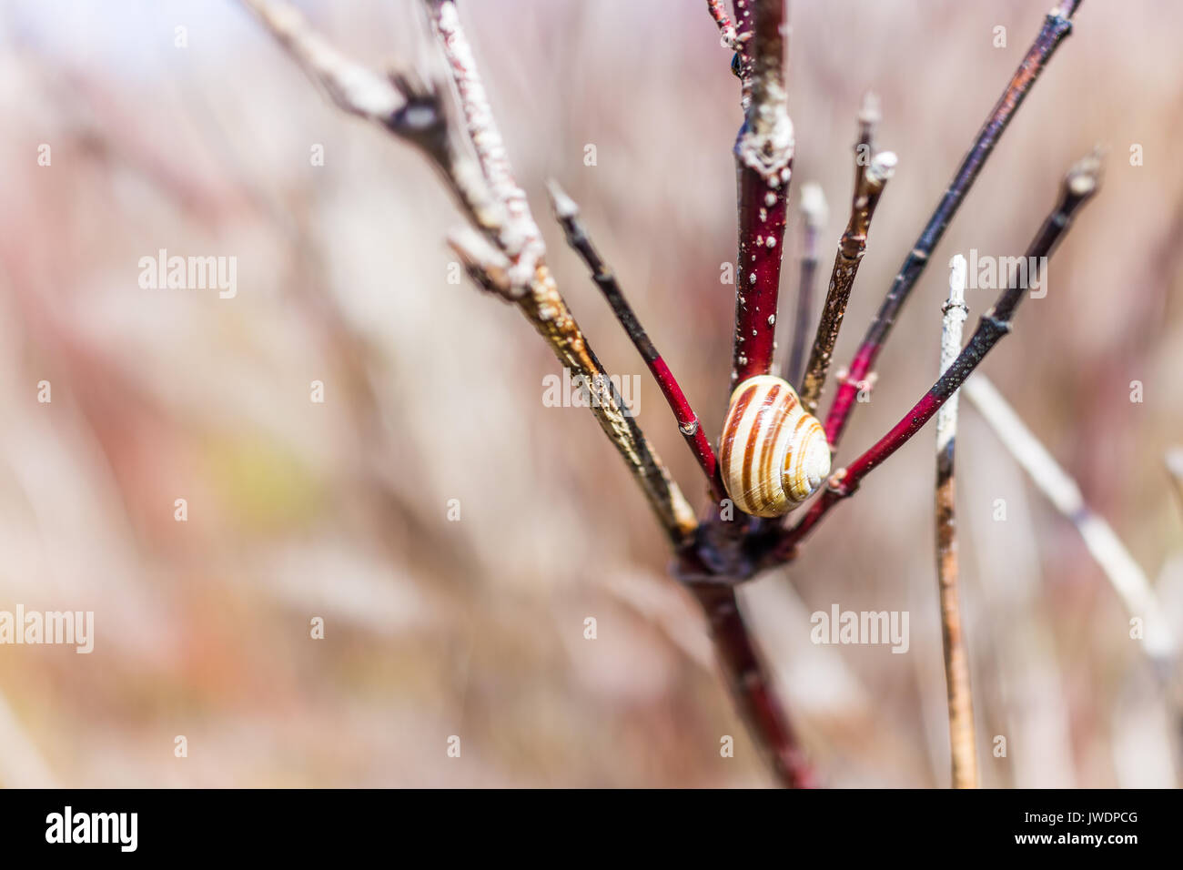 Macro closeup of snail shell on red bush branches in summer in ...