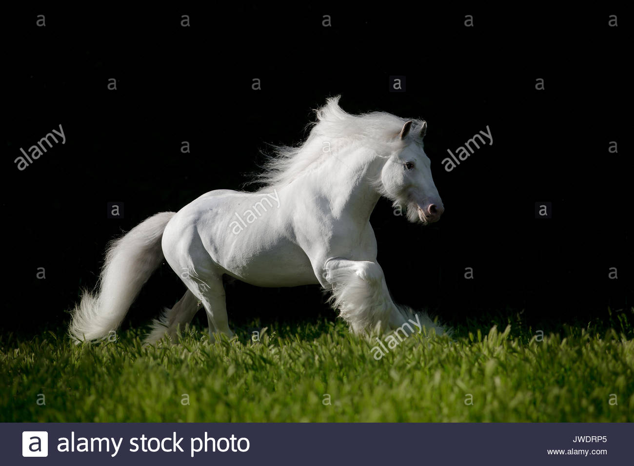 The Red Horse High Resolution Stock Photography and Images - Alamy