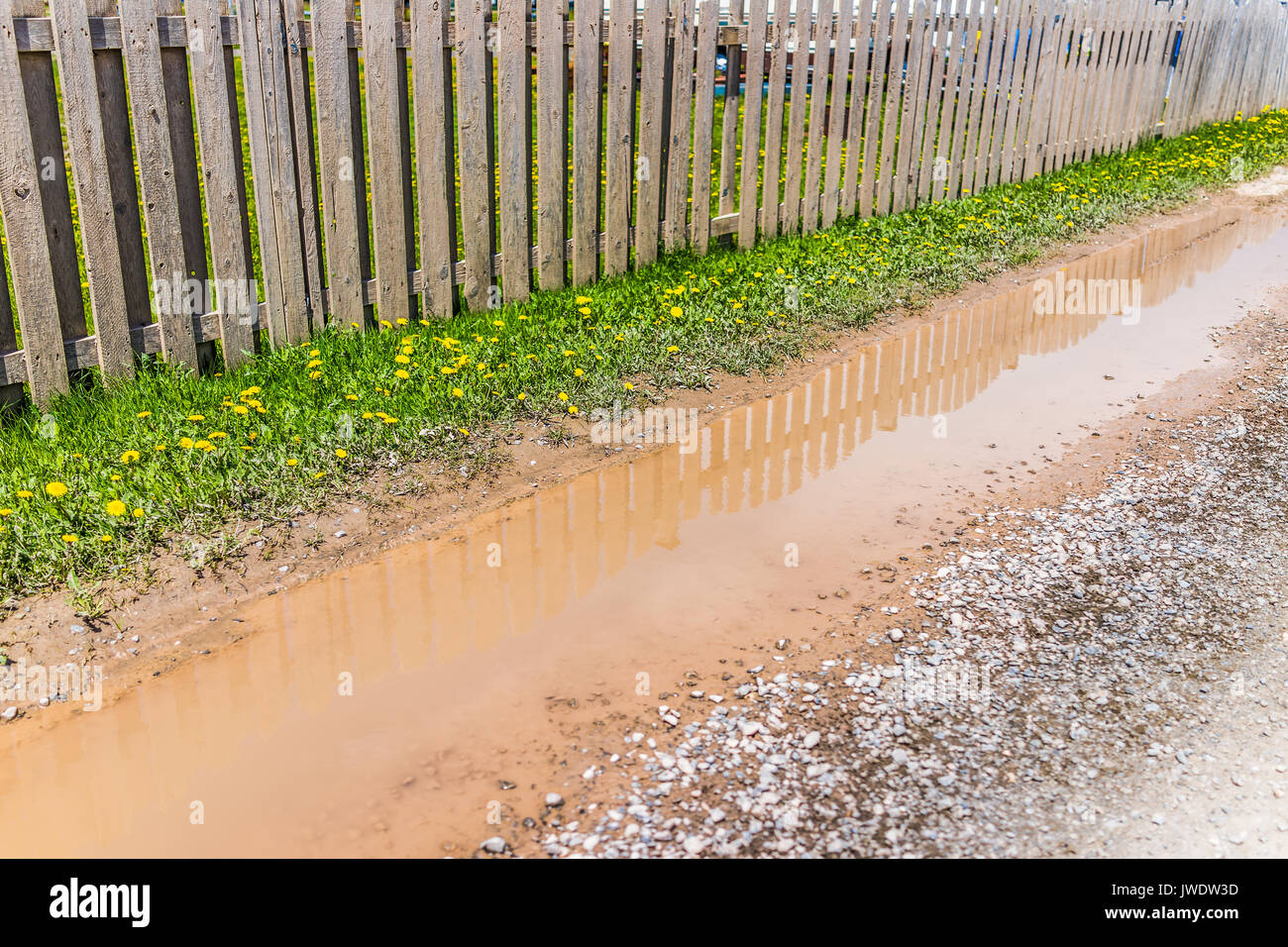 Dirty mud puddle by fence and yellow dandelion flowers on sidewalk path ...
