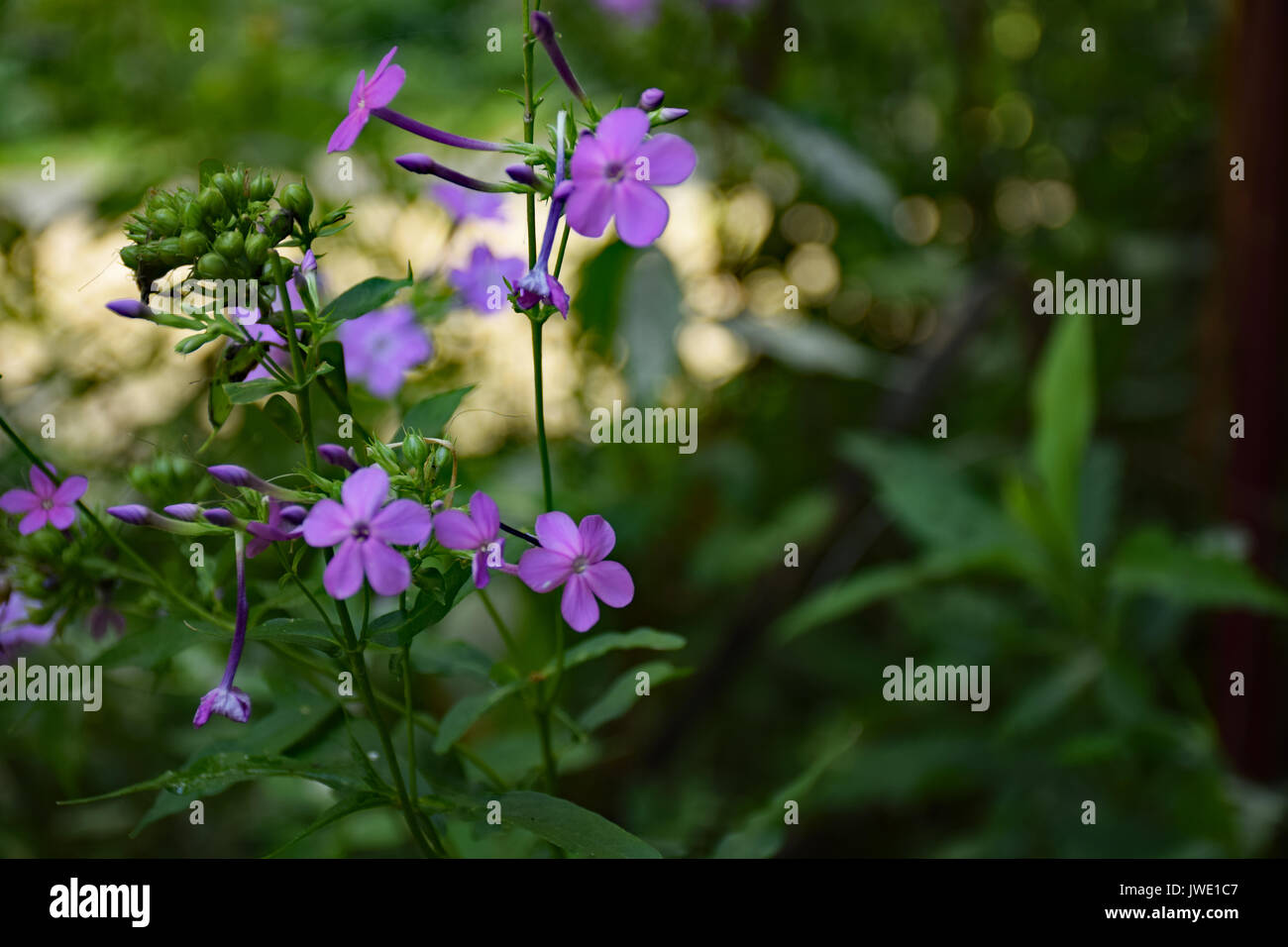 Purple wildflowers hi-res stock photography and images - Alamy