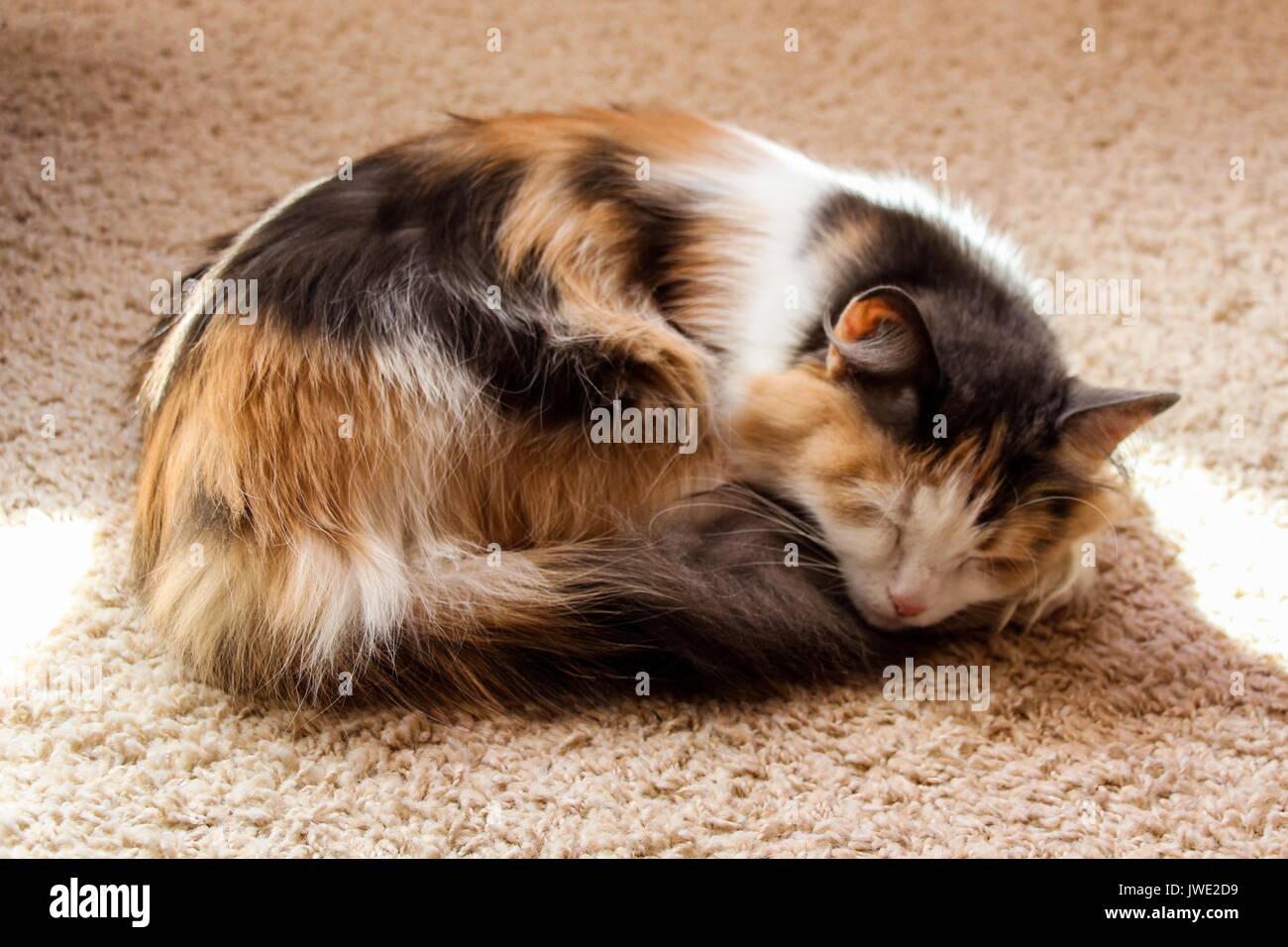 Strongly sleeping cat in the sun in the middle of the room. She curled ...