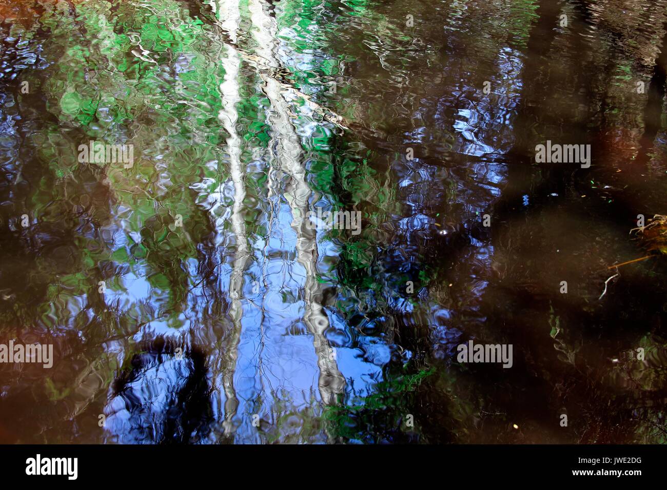 Reflections of a birch tree in a small river. The river flows and in ...