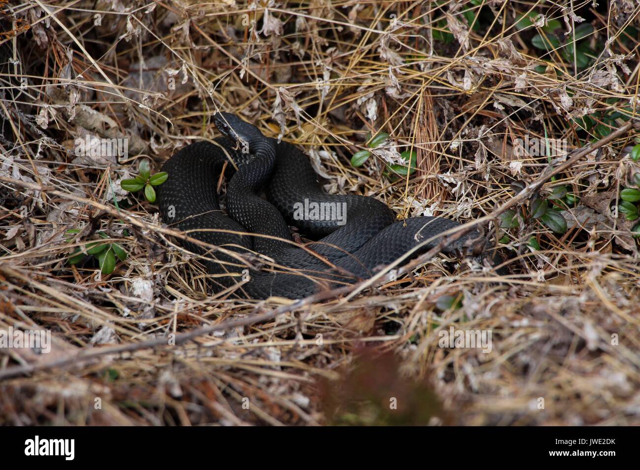 Snake curled up hi-res stock photography and images - Alamy