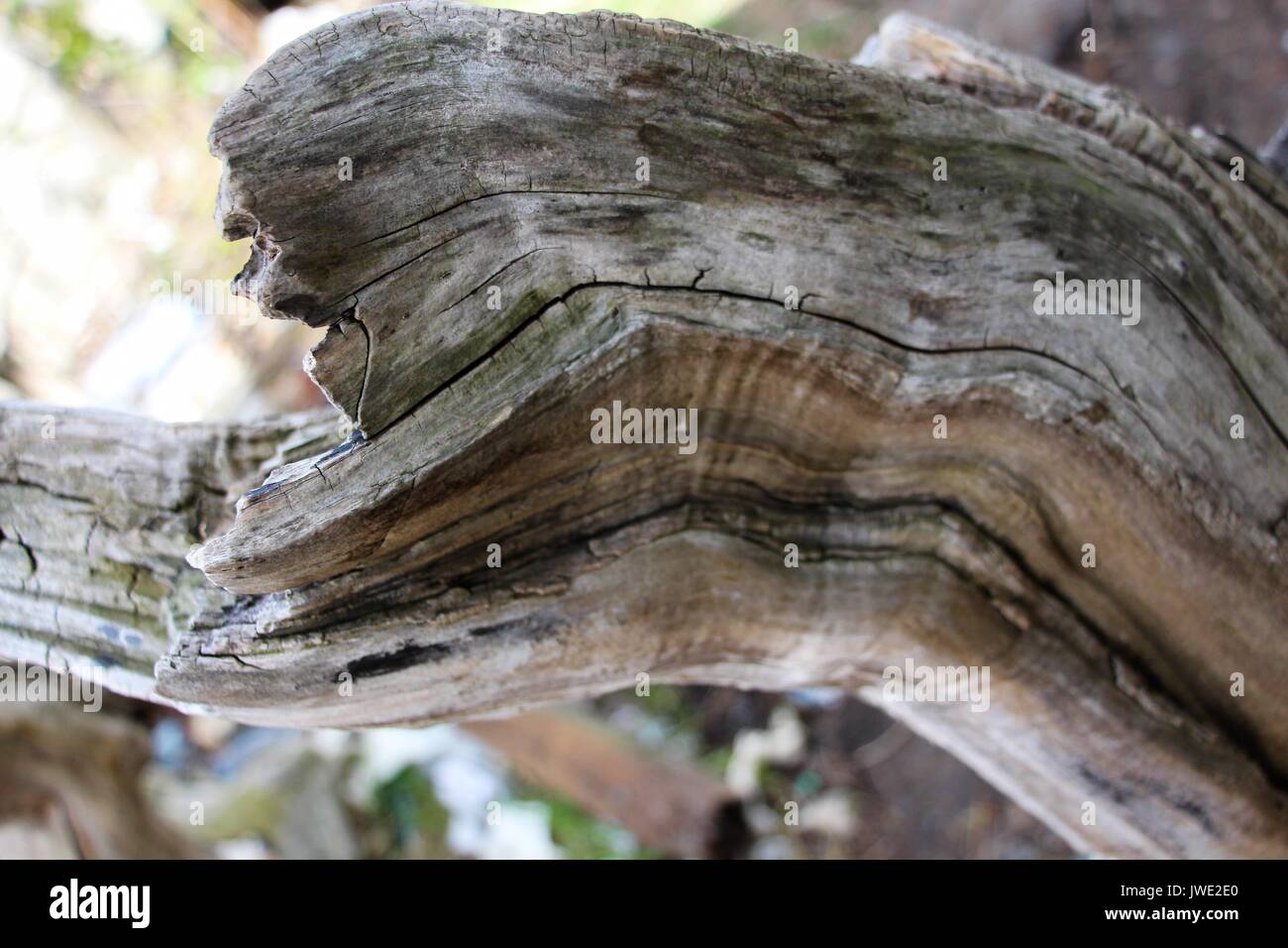 Dead tree texture hi-res stock photography and images - Alamy