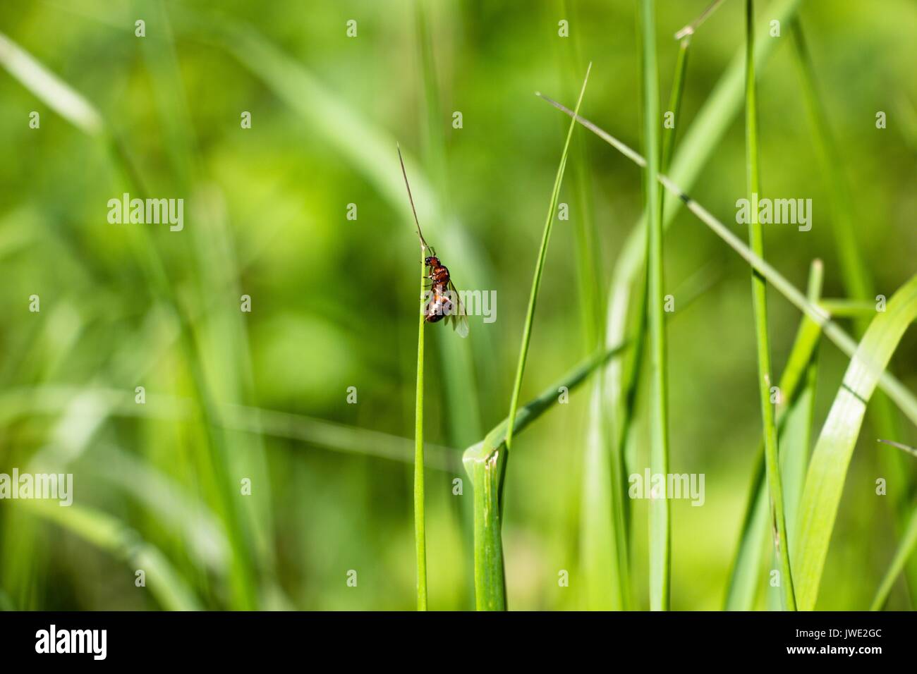 The ant with wings sits on the grass. A very ugly insect crawling on ...