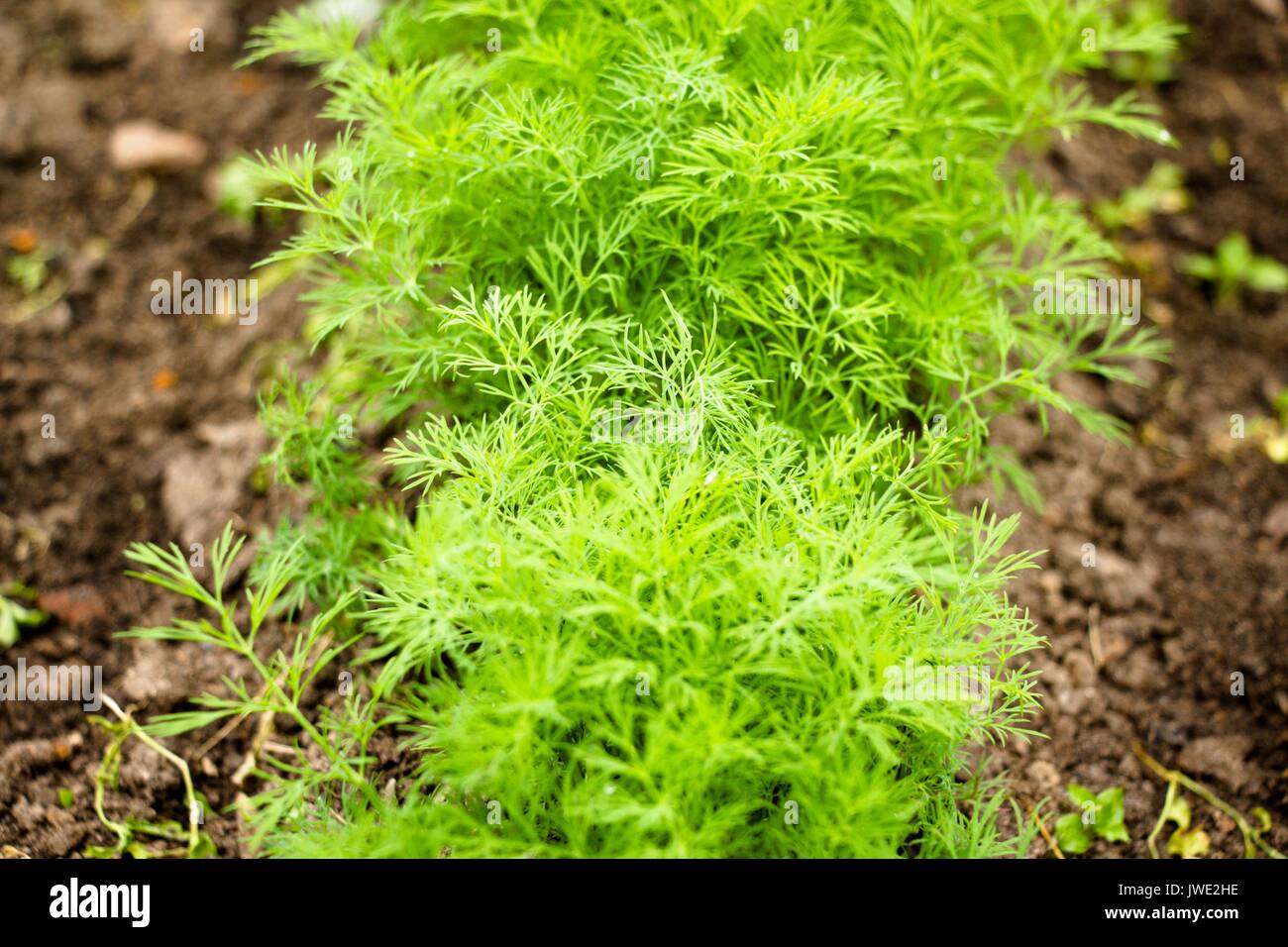 On the vegetable garden in the village you can find home-grown homemade ...