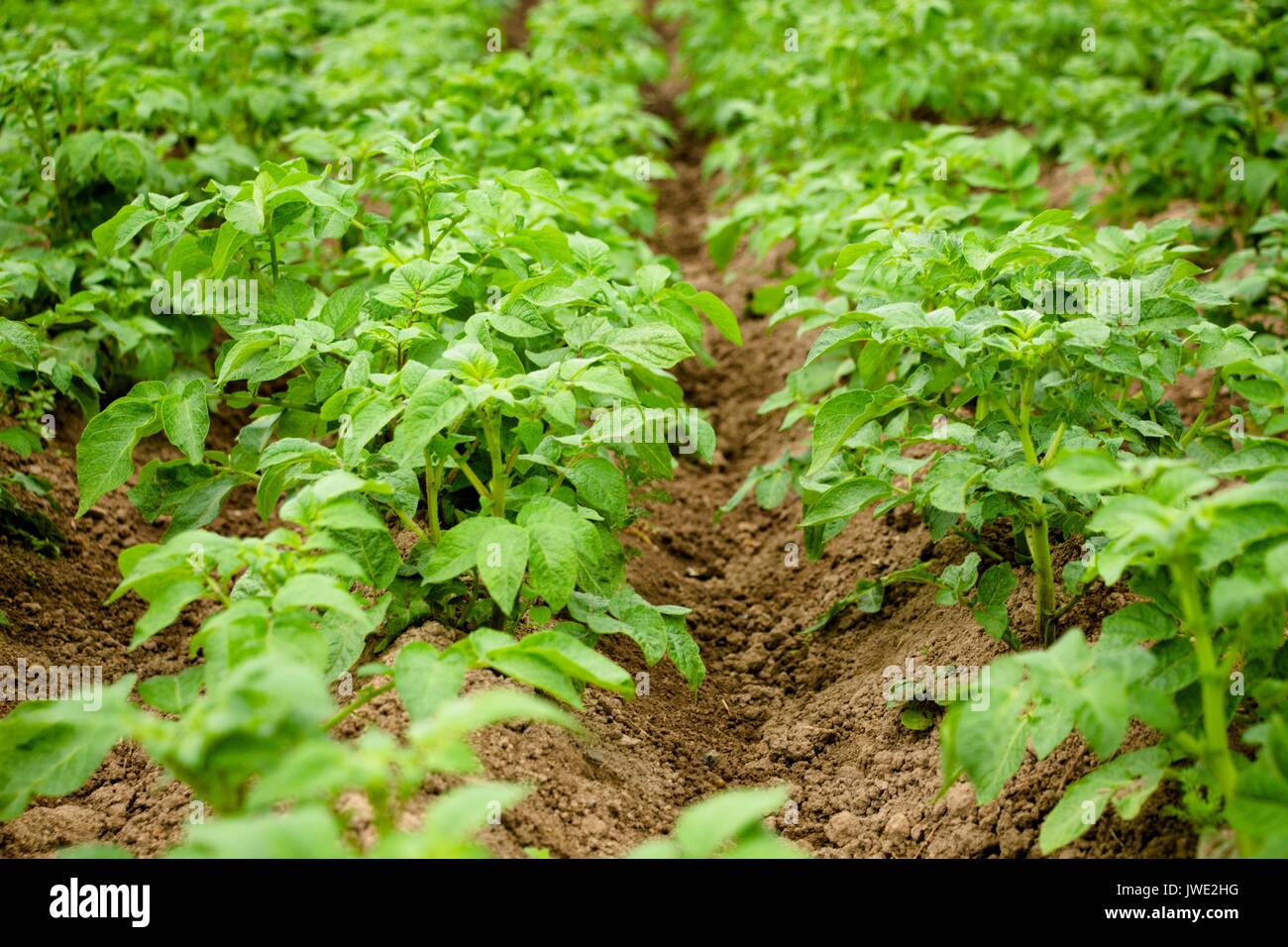 In the garden, potato grows. With proper care, the potato bushes will ...