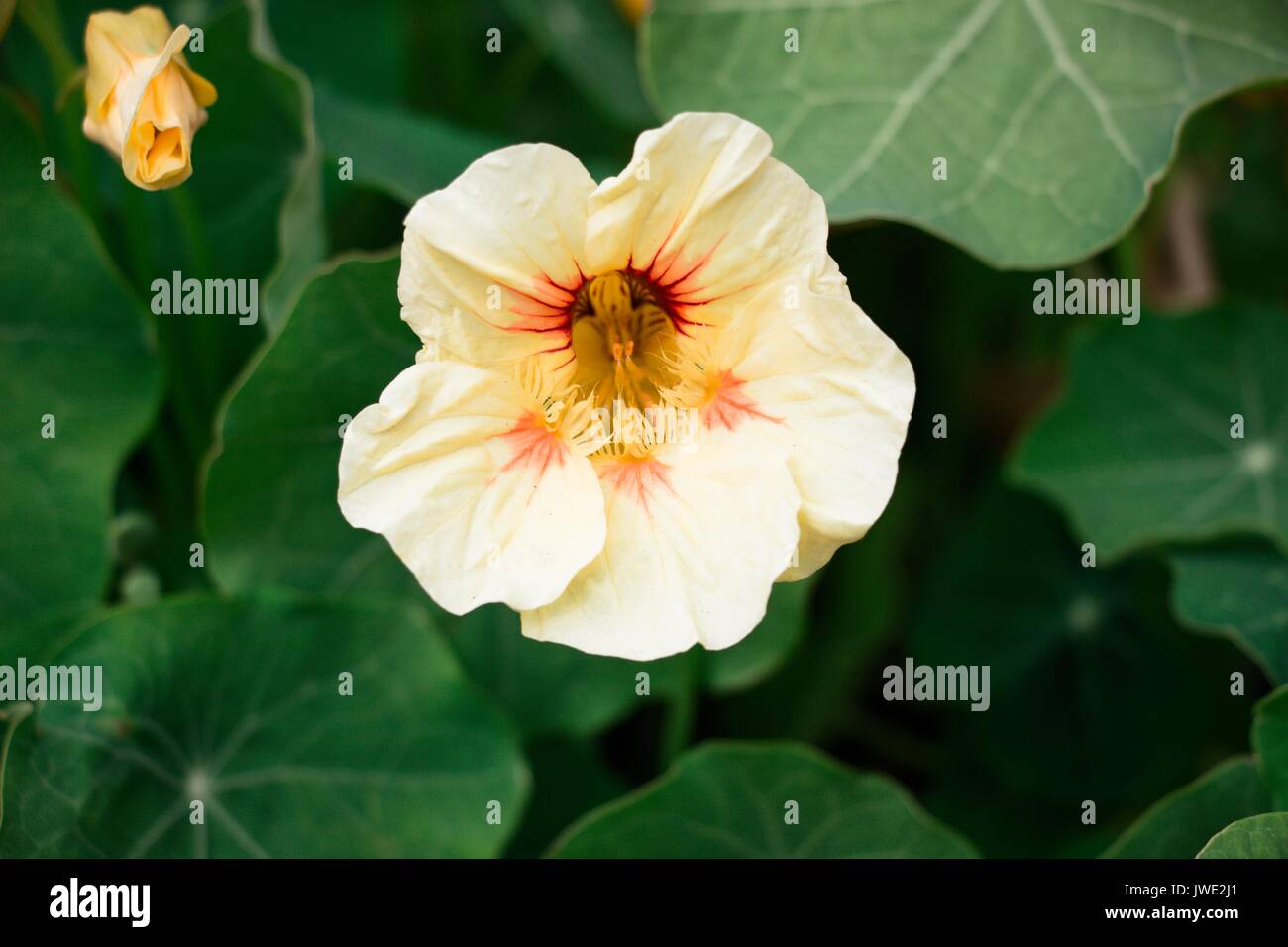 Beige flower hi-res stock photography and images - Alamy