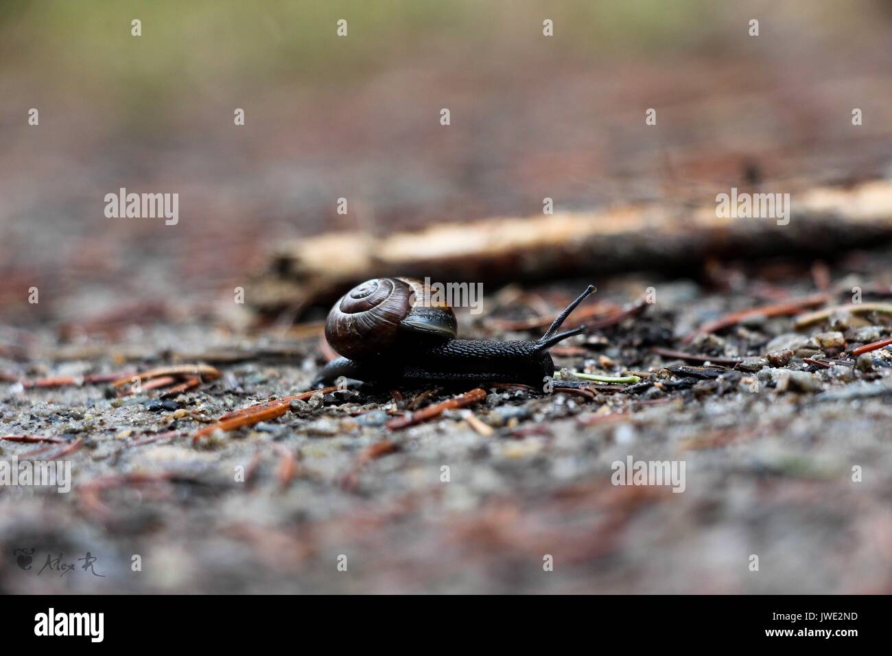 Mollusc movement hi-res stock photography and images - Alamy
