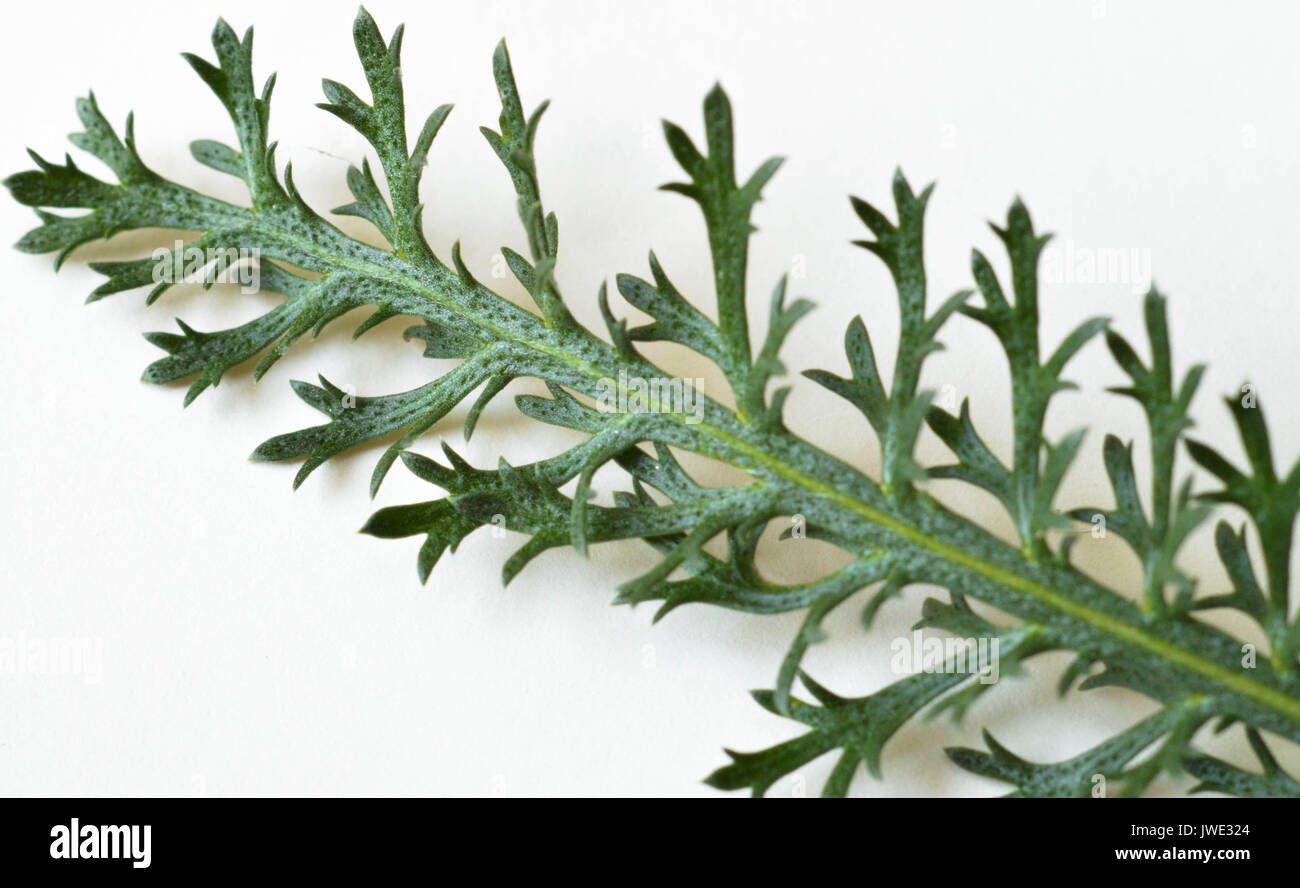 Yarrow leaf hi-res stock photography and images - Alamy