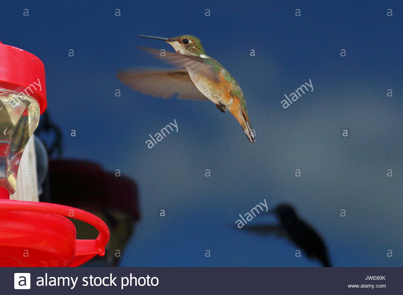 Flying Bird Shadow Stock Photos & Flying Bird Shadow Stock Images - Alamy