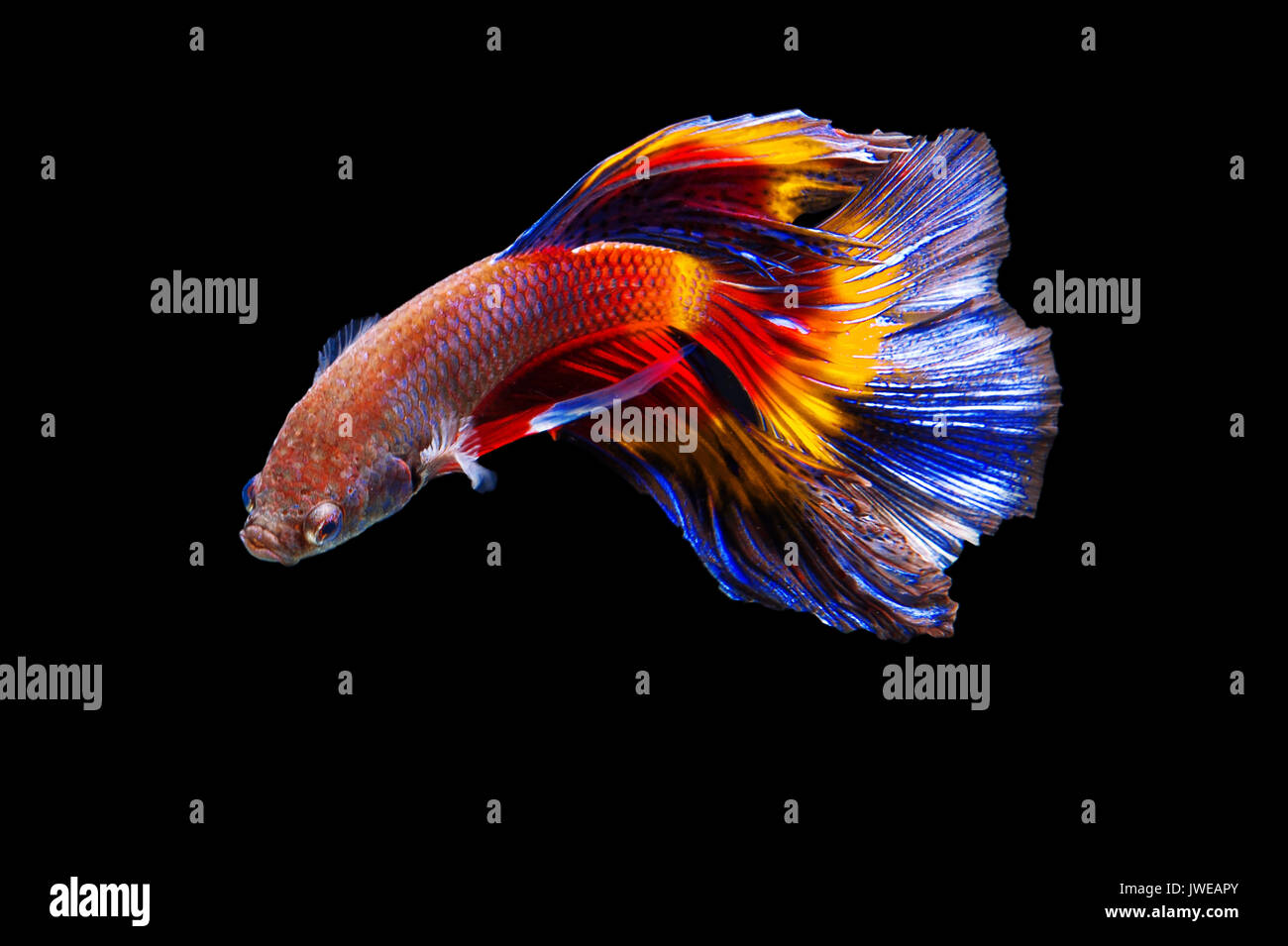Fighting fish black hi-res stock photography and images - Alamy