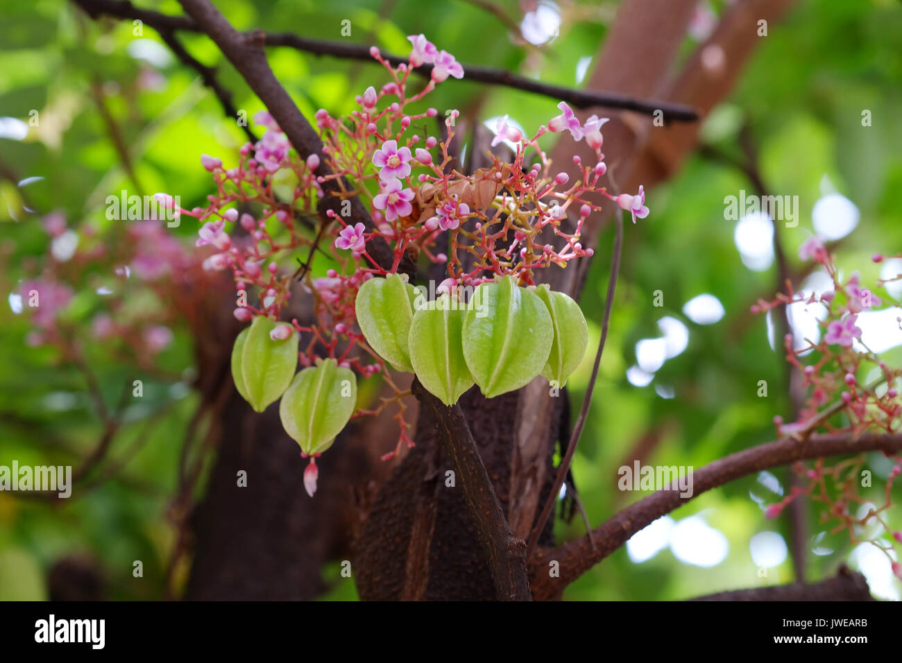 Star Fruit Tree Flowers