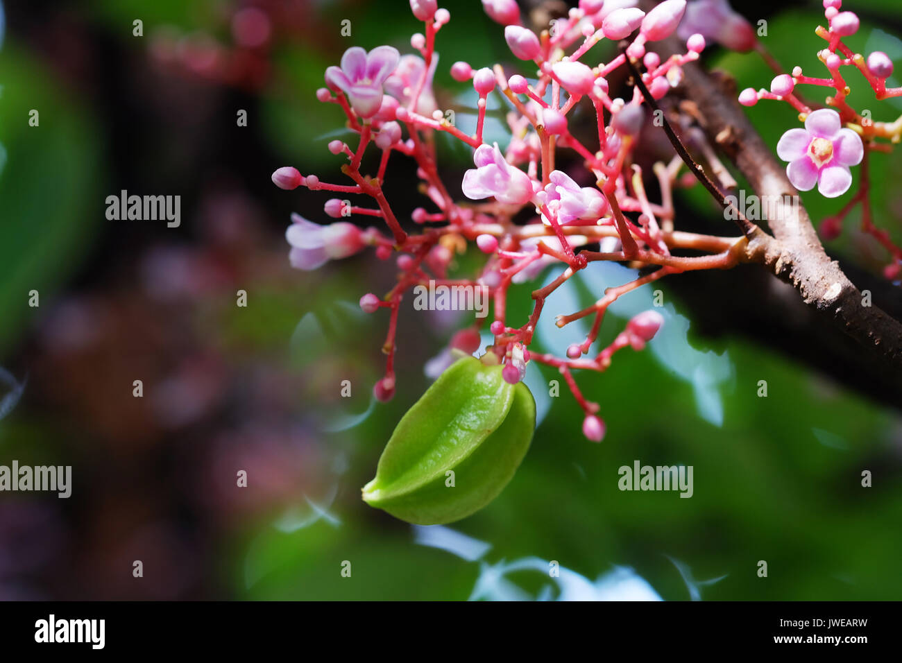 Green star apple fruit on the tree, Carambola on the tree. fruit of ...