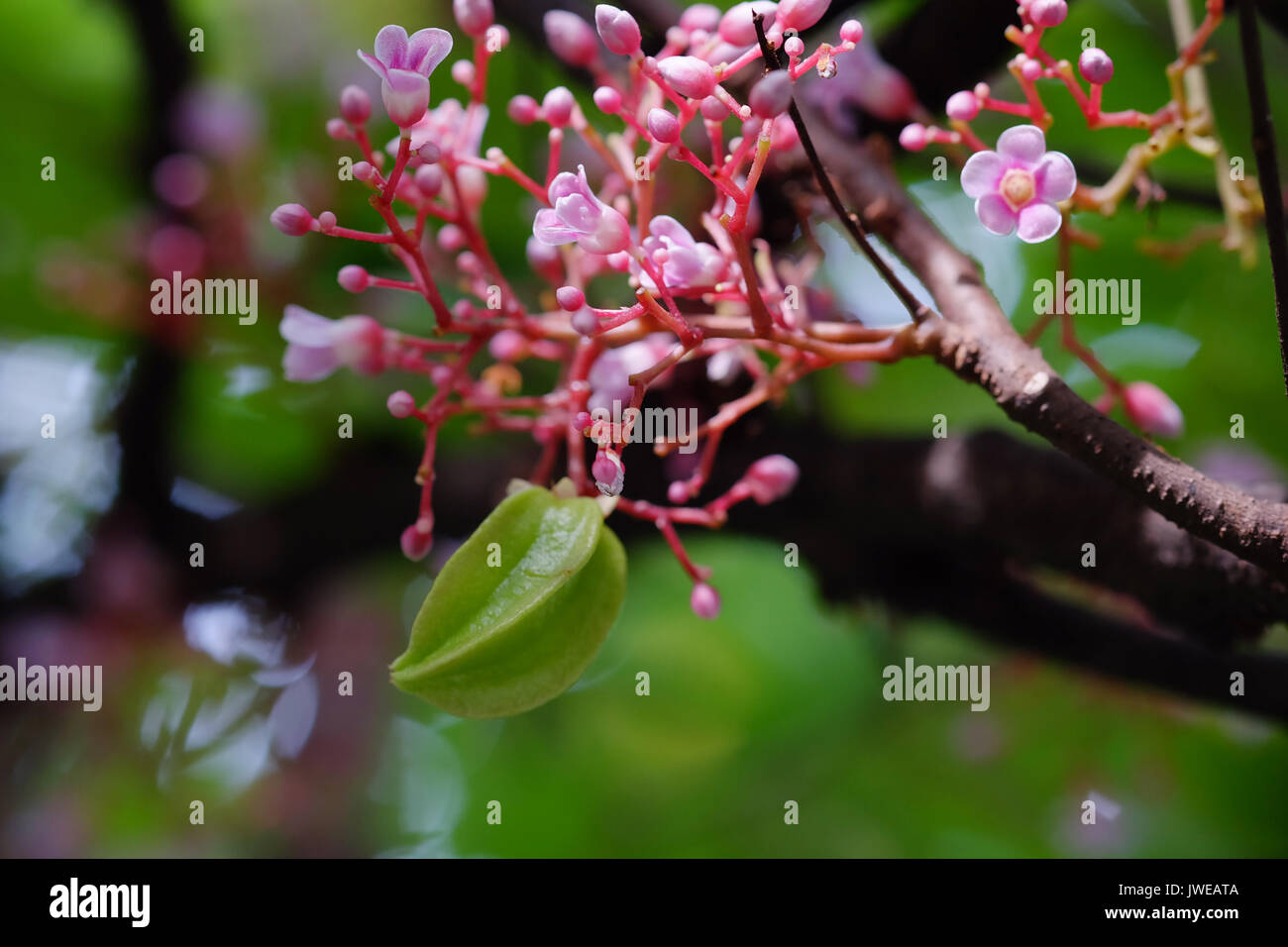 Green star apple fruit on the tree, Carambola on the tree. fruit of ...