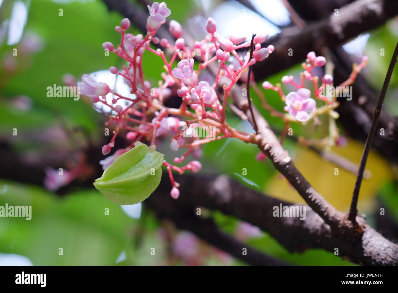 Green star apple fruit on the tree, Carambola on the tree. fruit of ...