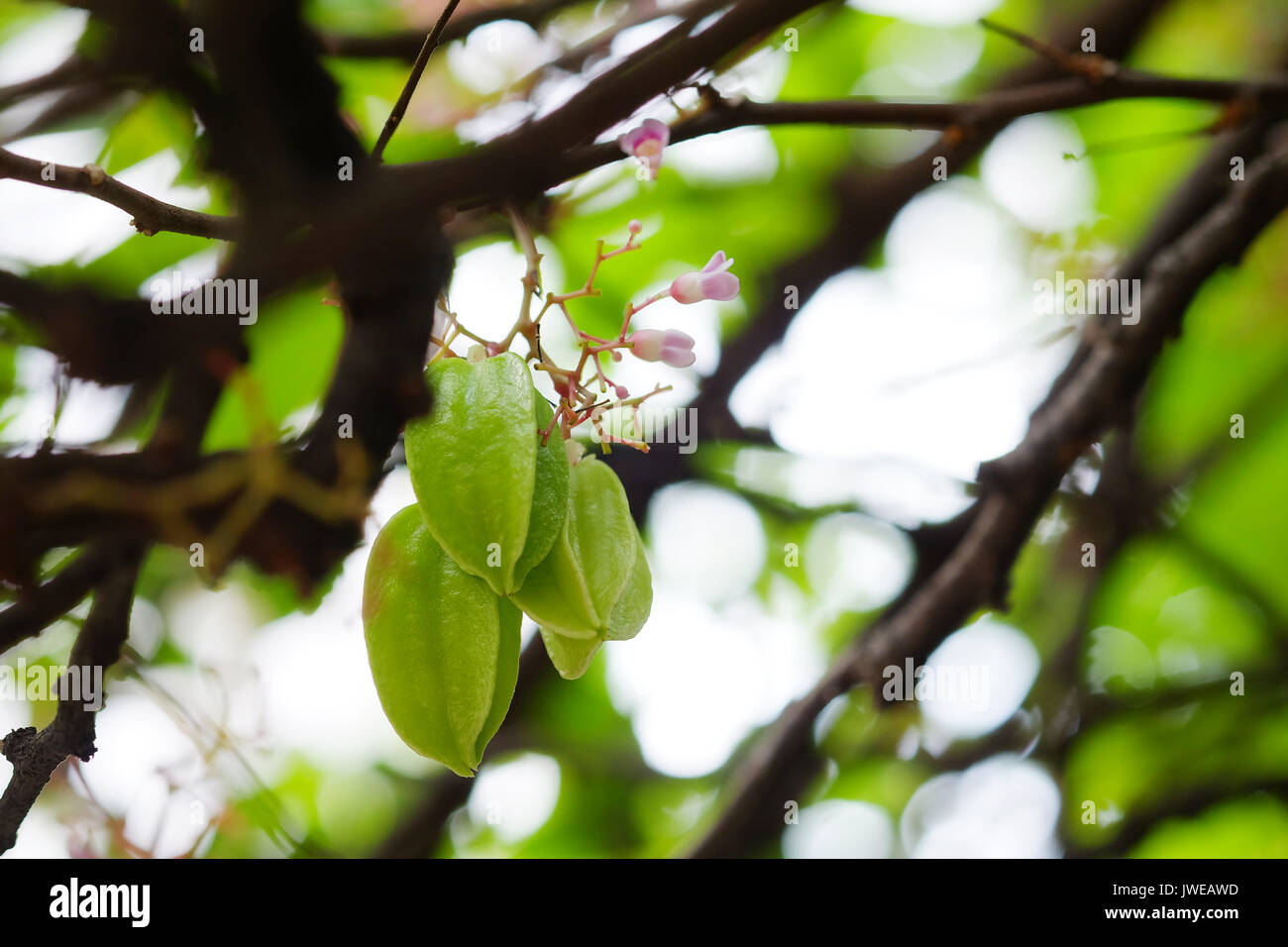 Green star apple fruit on the tree, Carambola on the tree. fruit of ...