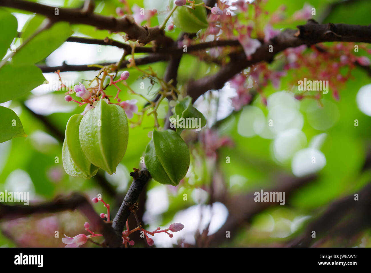 Green star apple fruit on the tree, Carambola on the tree. fruit of ...