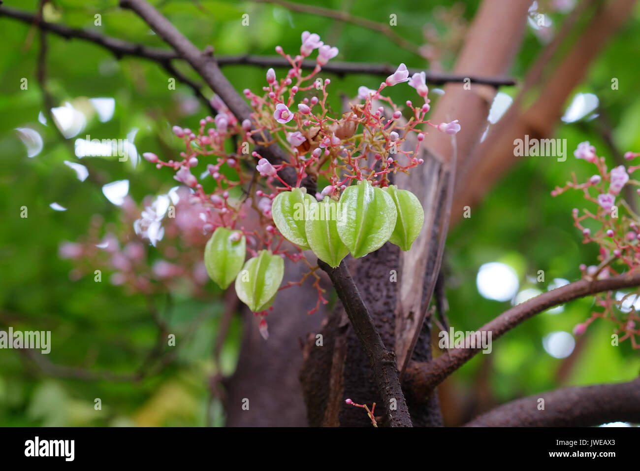 Green star apple fruit on the tree, Carambola on the tree. fruit of ...