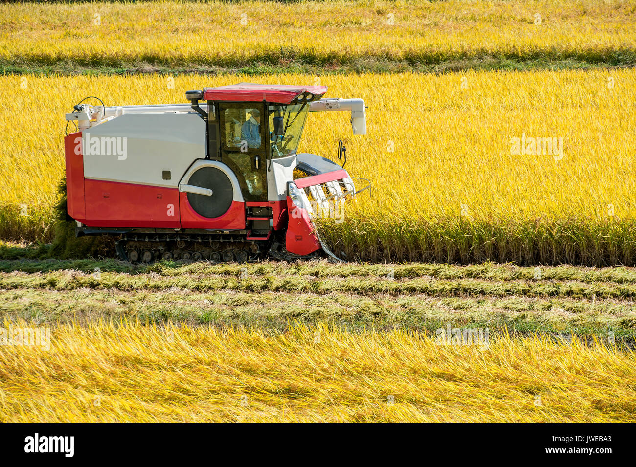 Combine harvester in a rice field during harvest time Stock Photo - Alamy