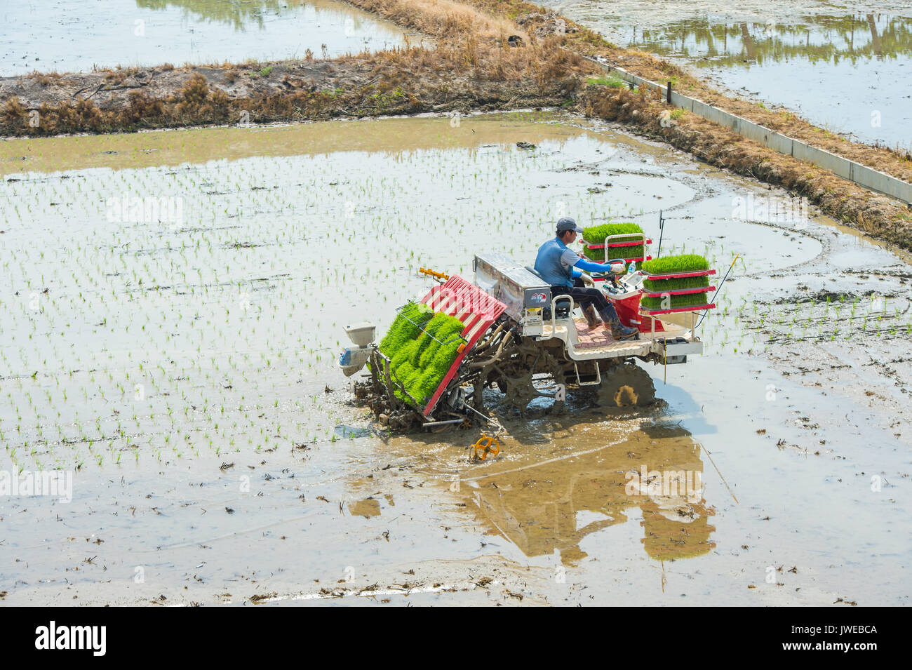 SEOUL, SOUTH KOREA - MAY 17 : Rice planting by rice transplanter in ...