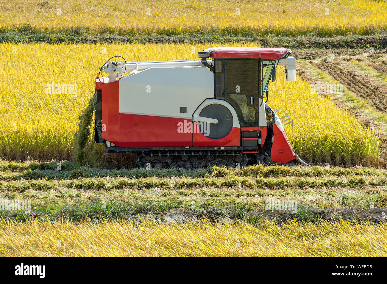 Combine harvester in a rice field during harvest time Stock Photo - Alamy