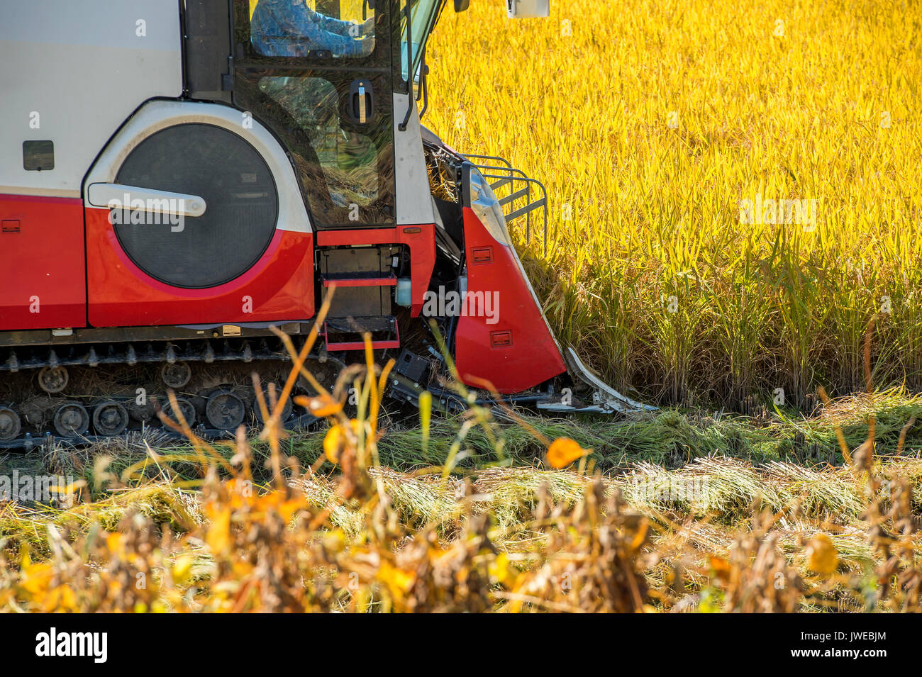 Combine harvester in a rice field during harvest time Stock Photo - Alamy