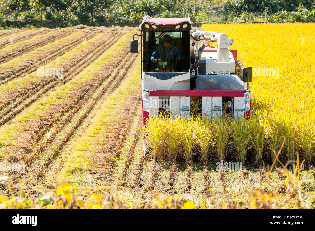 Rice Harvest Combine