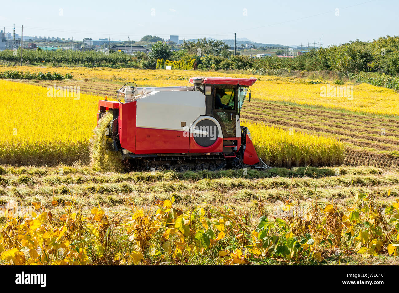 Combine harvester in a rice field during harvest time Stock Photo - Alamy