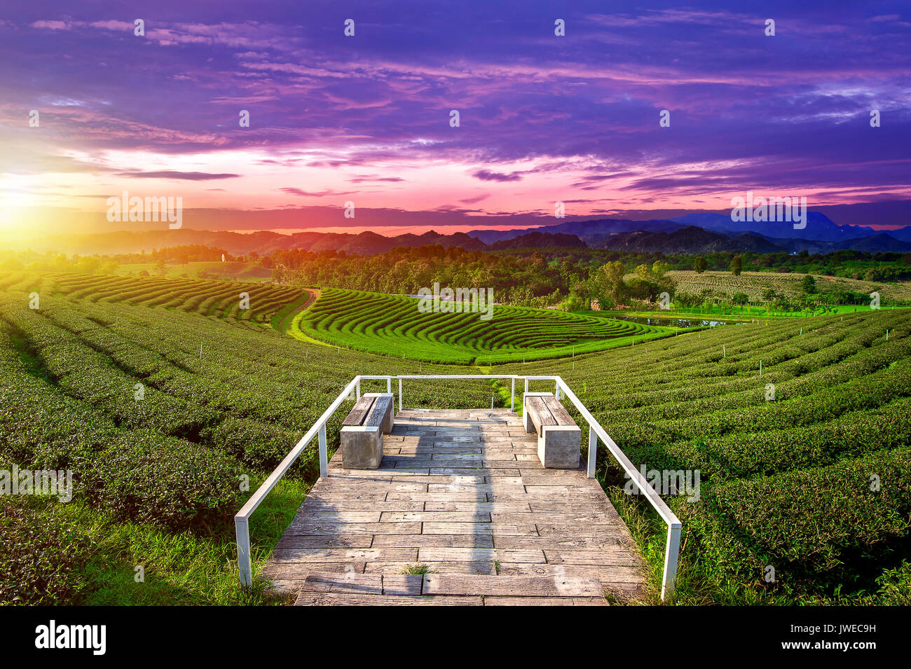 Tea Plantations at sunset Stock Photo - Alamy