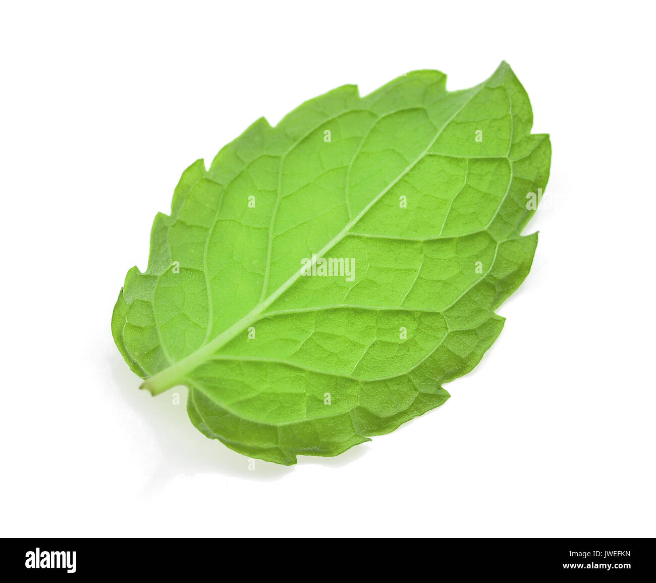 fresh mint leaf isolated on white background Stock Photo - Alamy