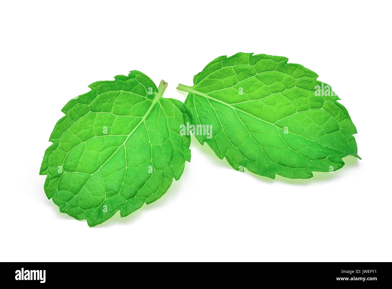 fresh mint leaf isolated on white background Stock Photo - Alamy