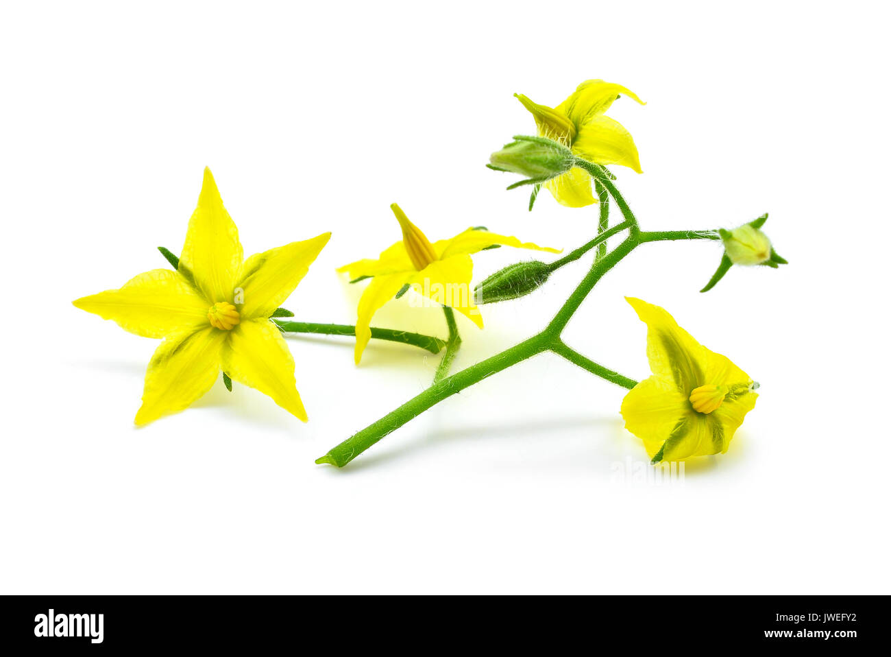Tomato flower Cut Out Stock Images & Pictures - Alamy