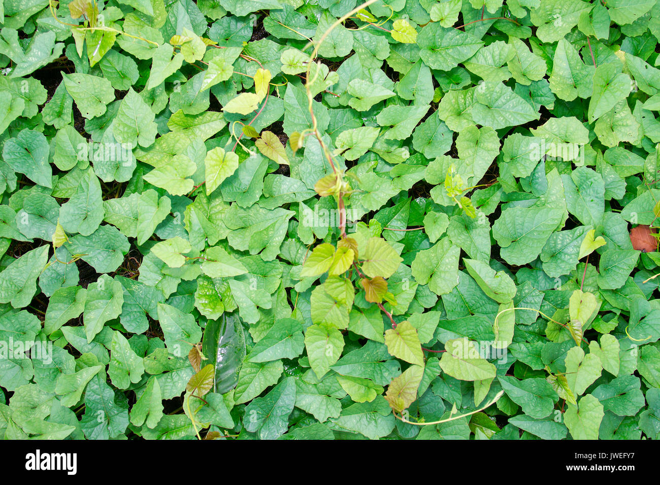 Natural background- texture of a green leaf crawling vine Stock Photo ...