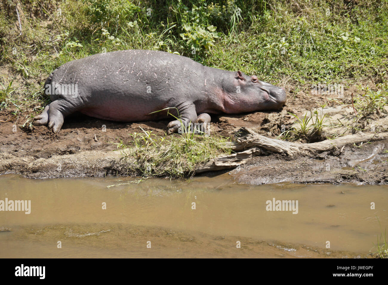 Sleeping hippo hi-res stock photography and images - Alamy